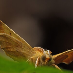 And finally… mothballed | Irish Legal News