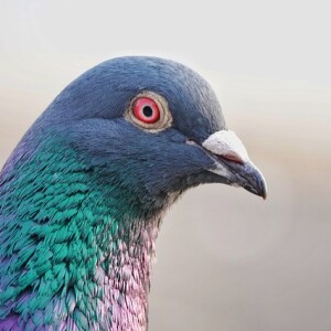 And finally… murder most fowl | Irish Legal News